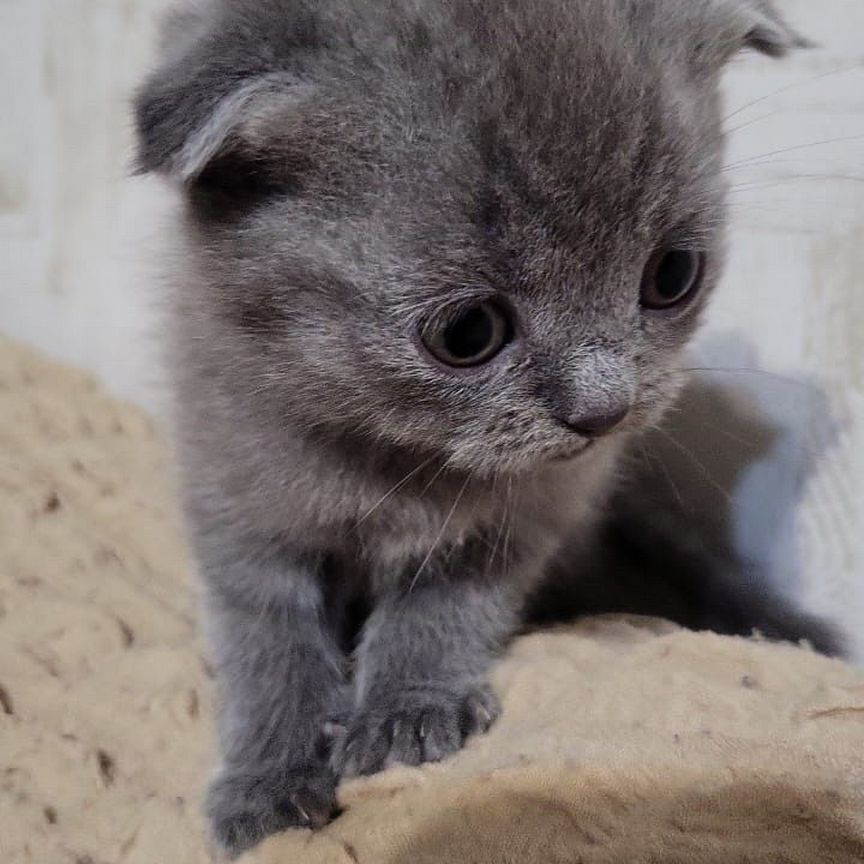 Шотландская