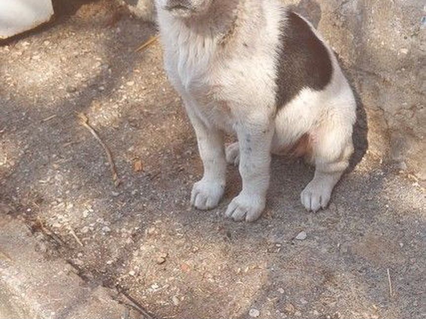 Собака в добрые руки