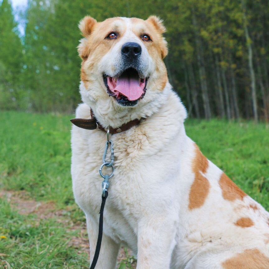 Собака в добрые руки. Отдам бесплатно