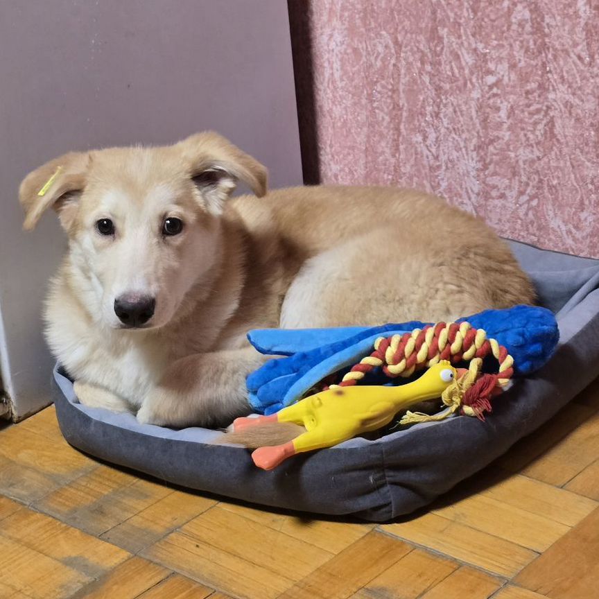 Сибирский хаски, щенок