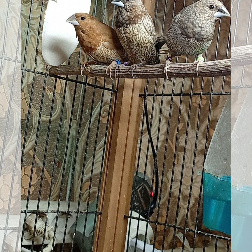 Японские амадины