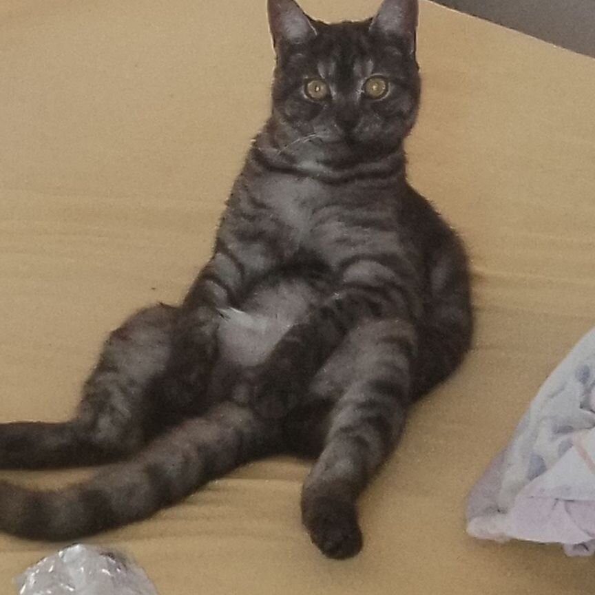 Котик