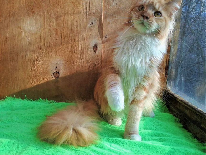 Кошечка мейн-кун