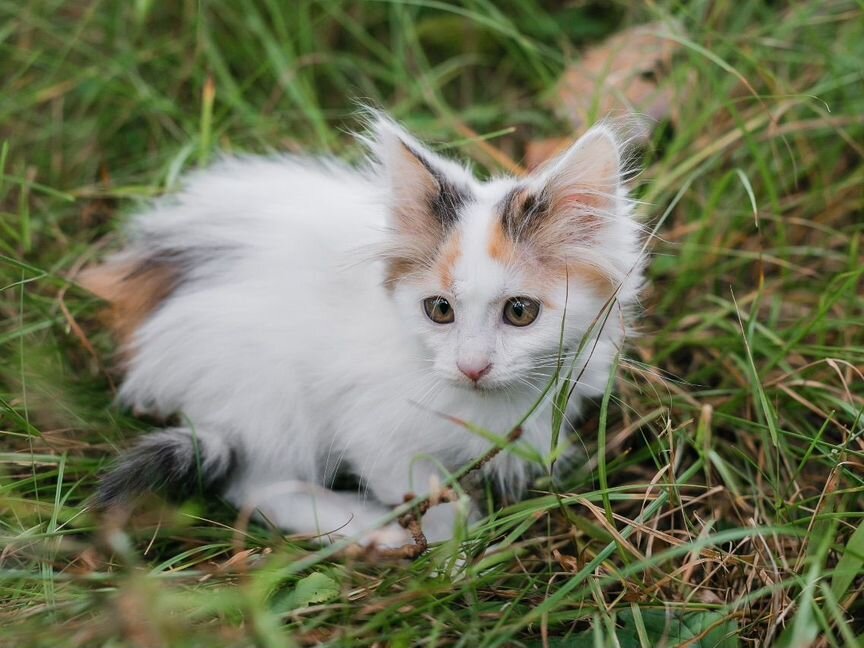 Котенок девочка в добрые руки