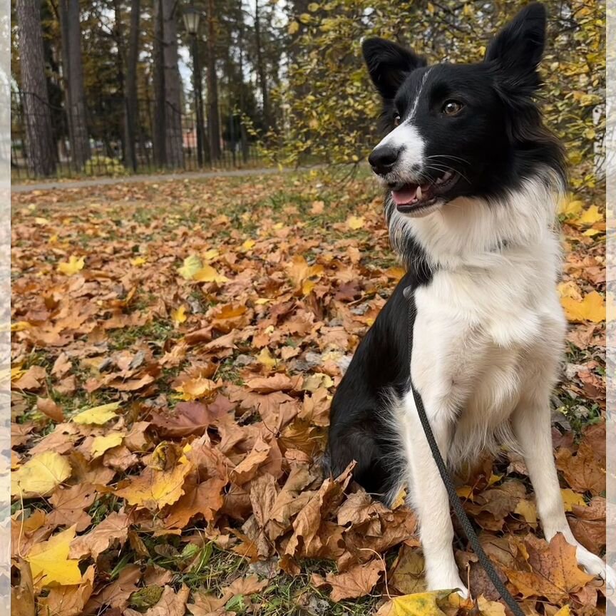 Кабель бордер колли ищет невесту