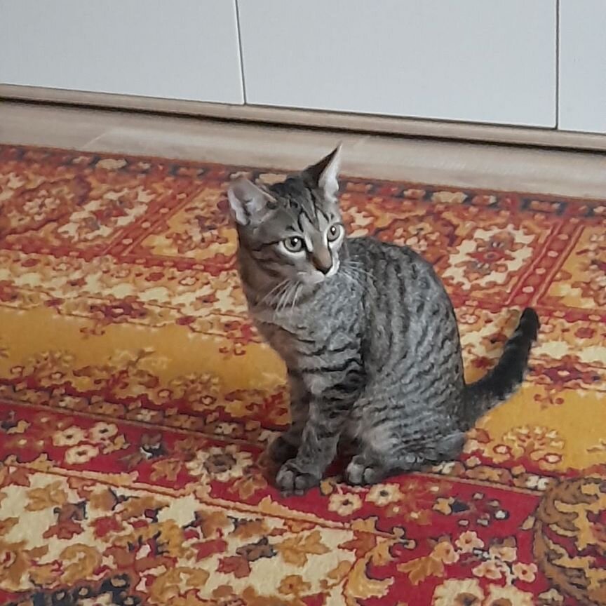 Отдам кота в добрые руки бесплатно