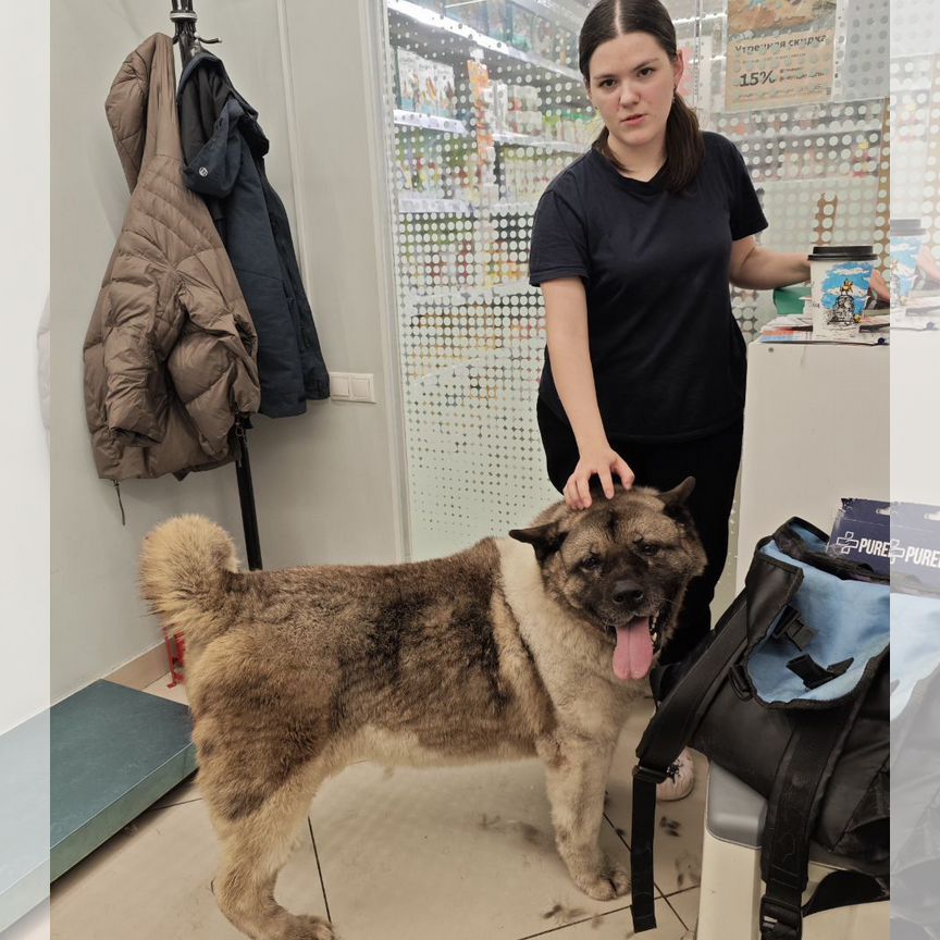 Американская акита, взрослая собака