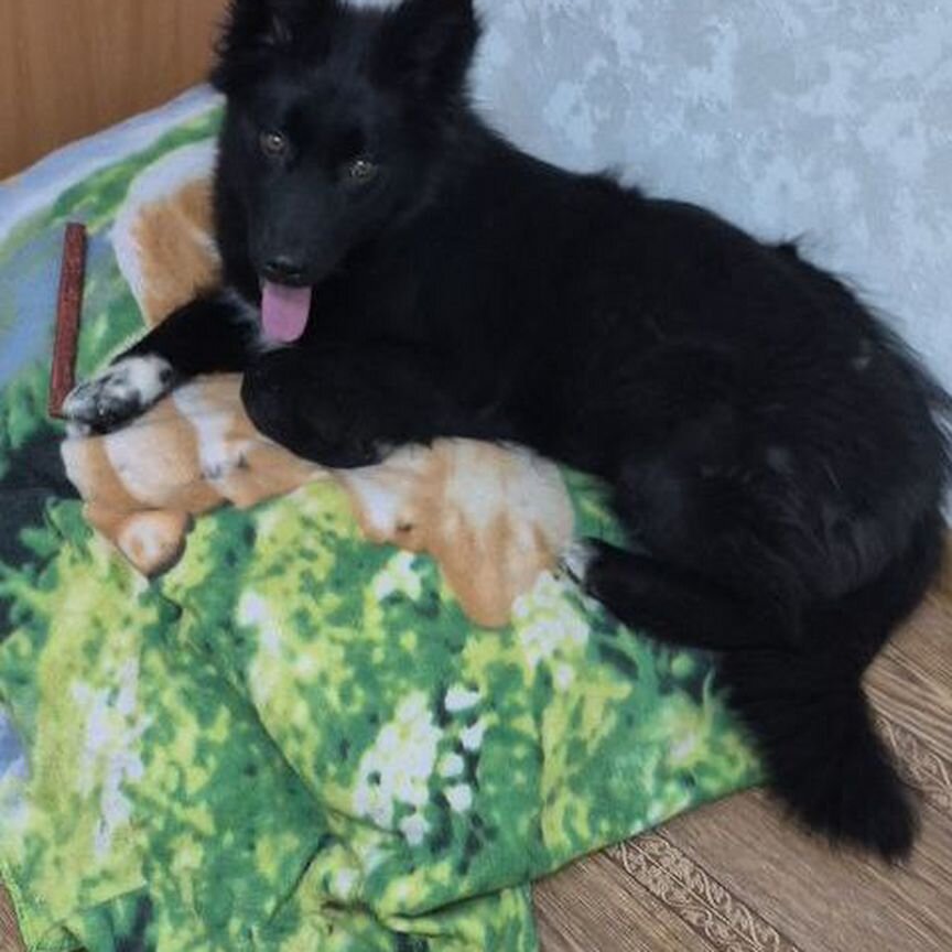 Щенок в добрые руки