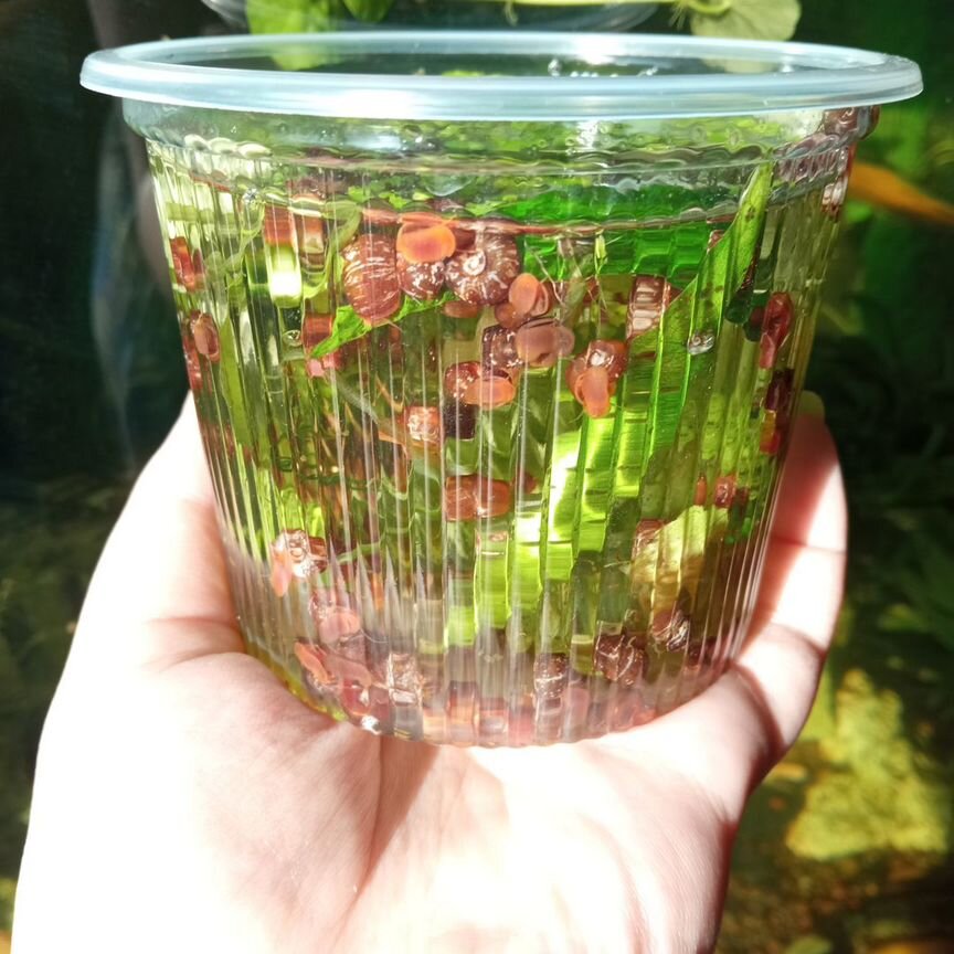 Аквариумные улитки катушки