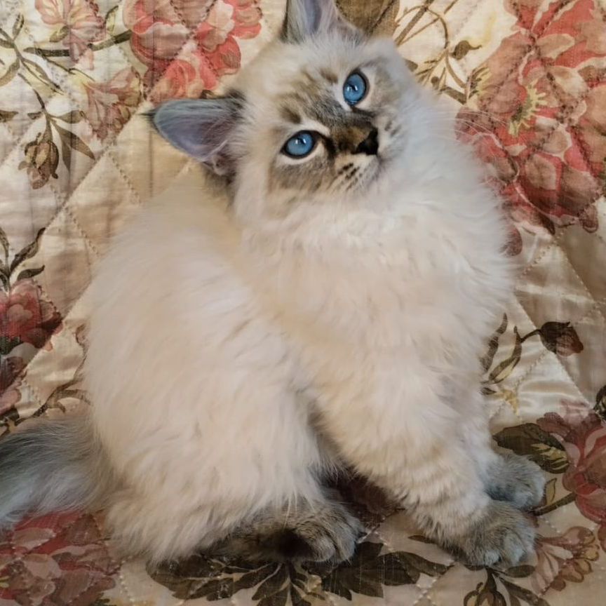 Вязка кошка невская маскарадная