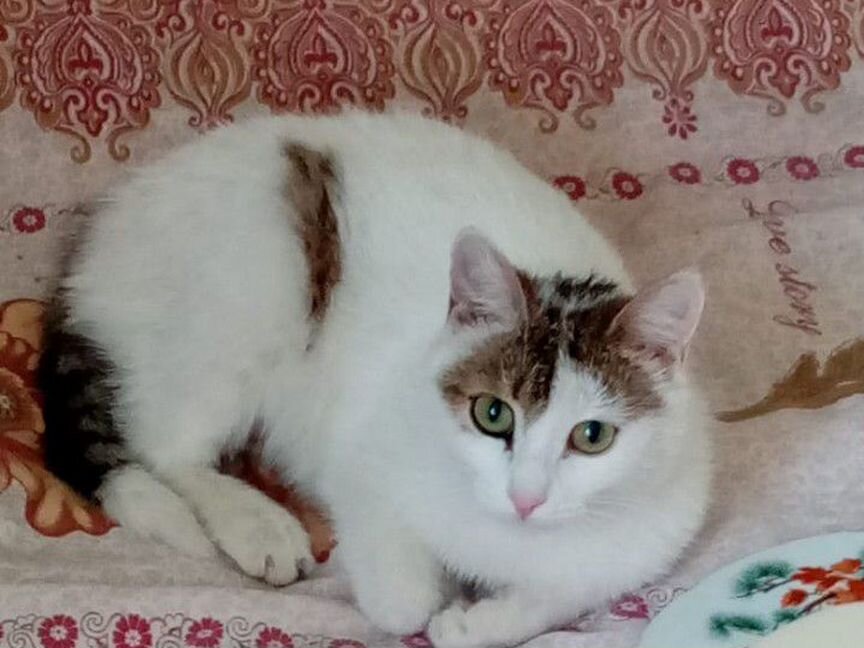 Очаровашки самому лучшему хозяину