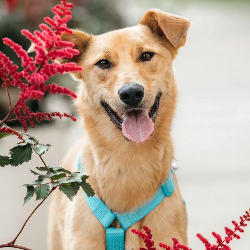 Взрослый пёс в добрые руки