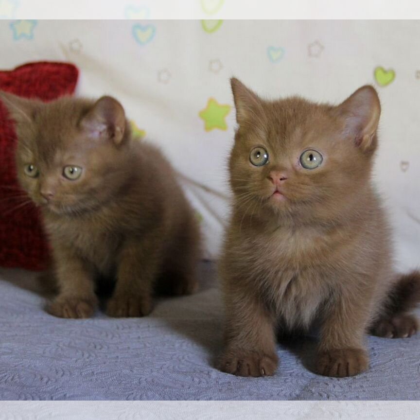 Британский короткошёрстный котёнок
