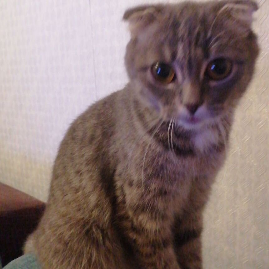 Отдам бесплатно кошку 1 год вислоухая