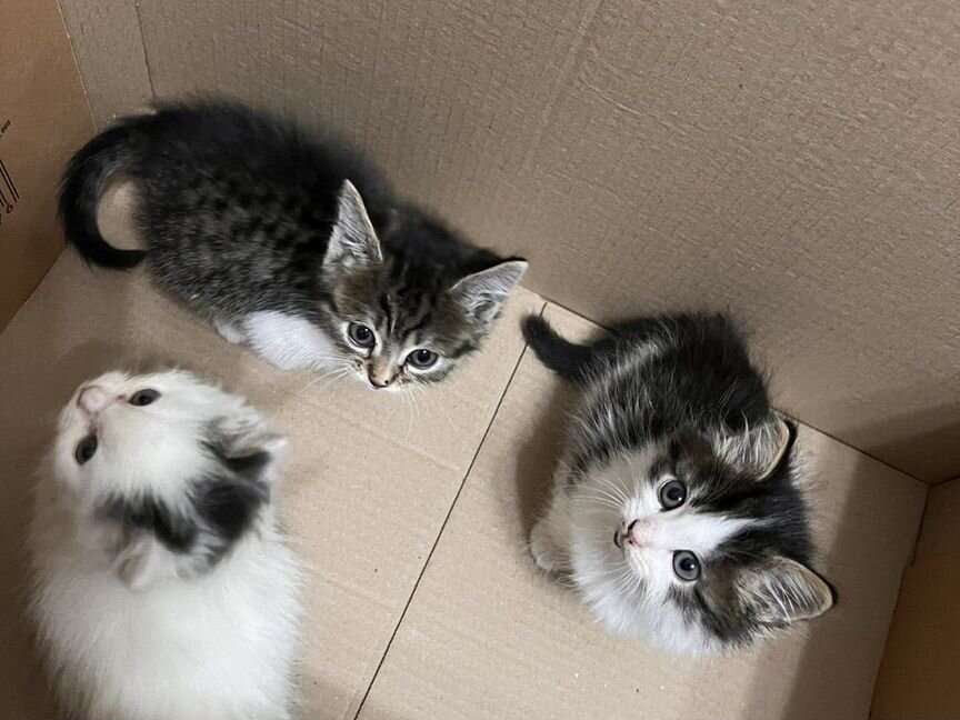Котята в добрые руки