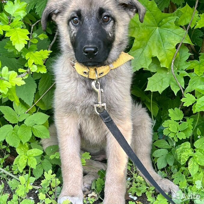 Щенок девочка Сима 3,5 мес