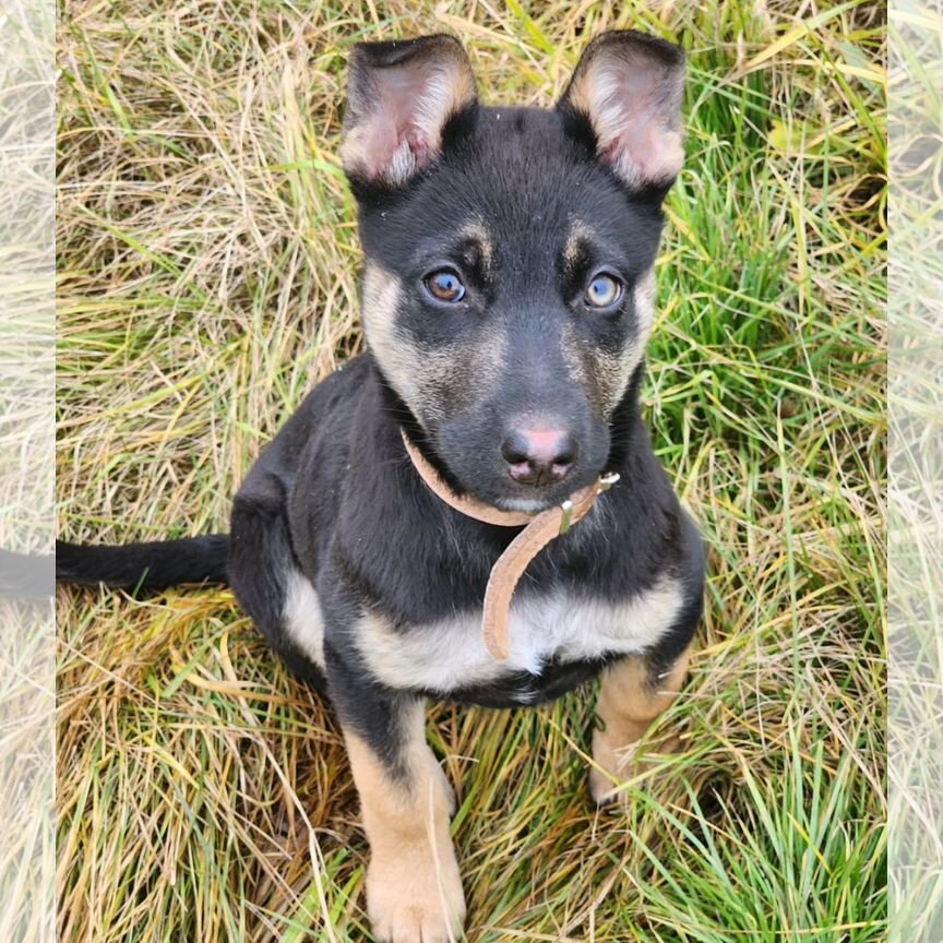 Немецкая овчарка, щенок