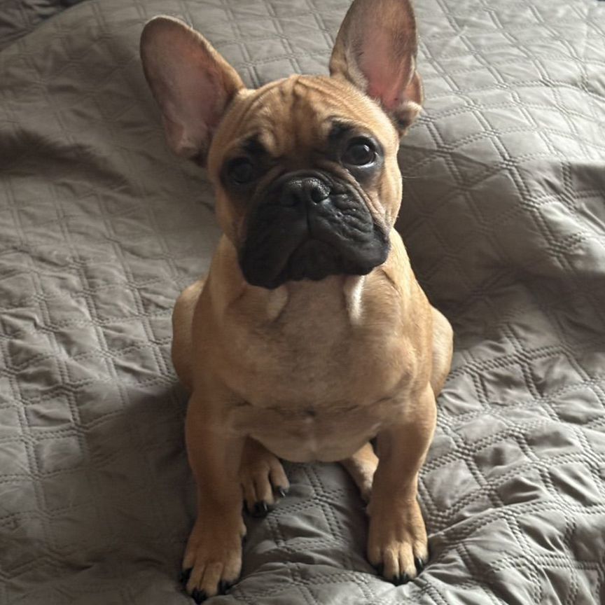 Французский бульдог, щенок