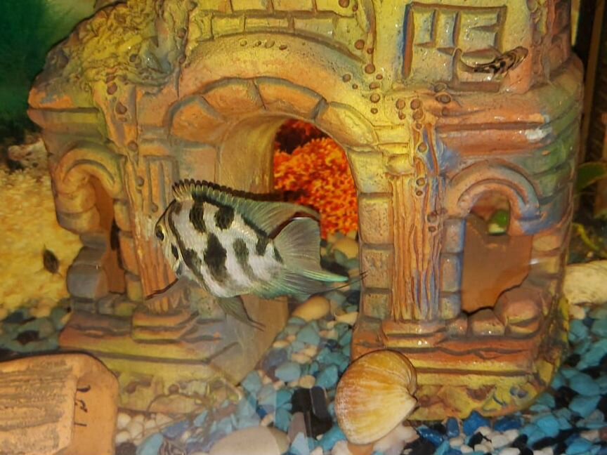 Сапфировый попугай