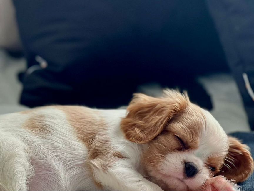 Кинг чарльз спаниель