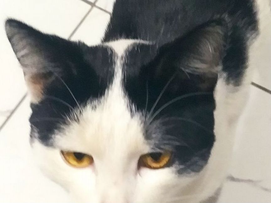 Отдаю молодого котика мышелова