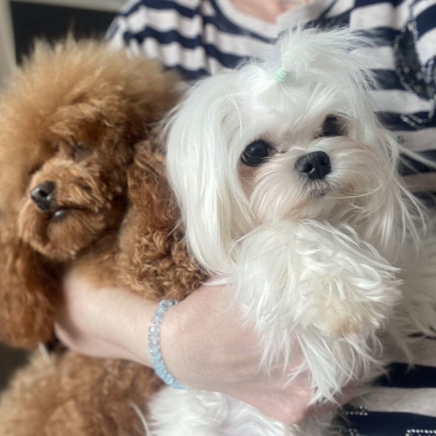 Maltipoo девочка резерв