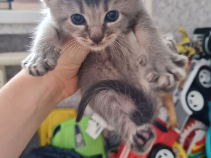 Кошка чаузи