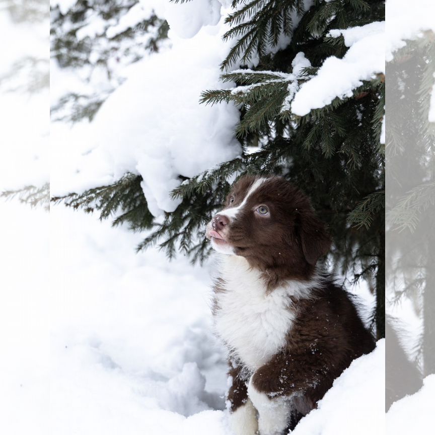 Австралийская овчарка, щенок