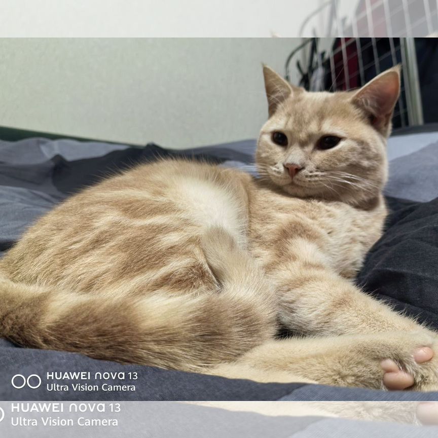 Британский короткошёрстный котёнок