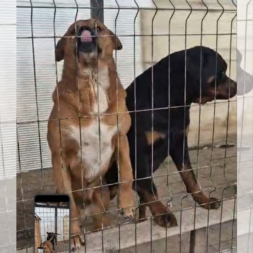 Ротвейлер, щенок