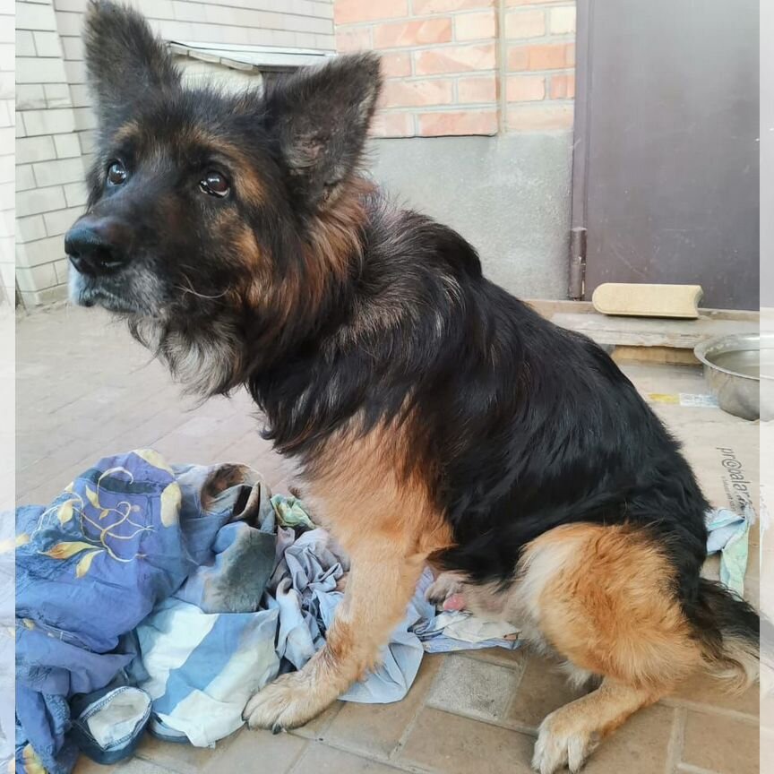 Надёжный друг и охранник