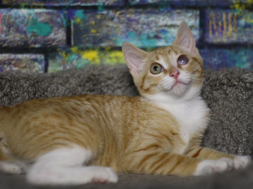 Рыжий котенок девочка в добрые руки бесплатно