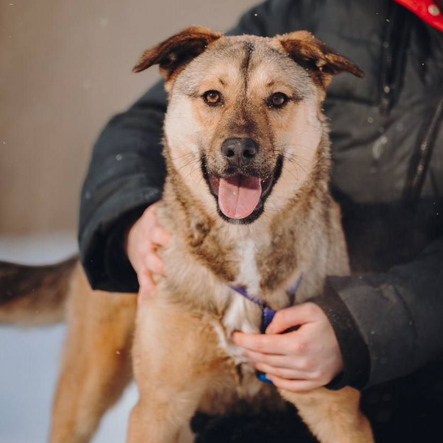 Взрослая собака в добрые руки