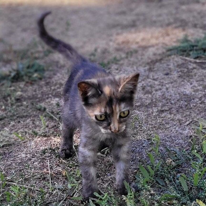 Котенок девочка 2мес ищет дом