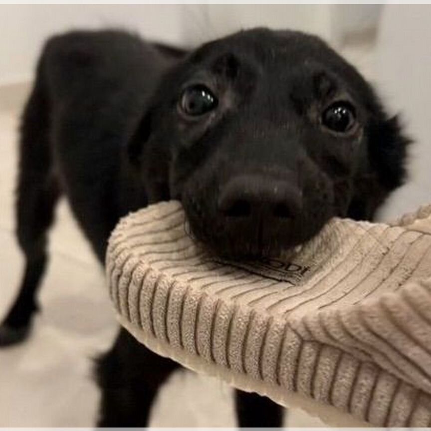 Щенок в добрые руки