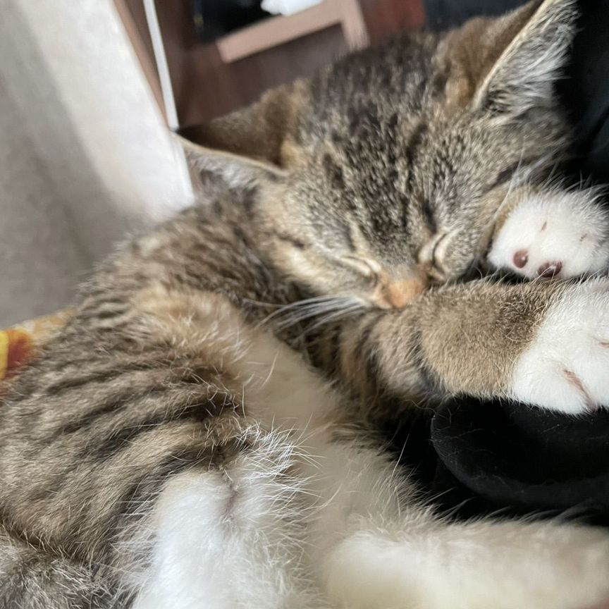 Отдам в добрые руки