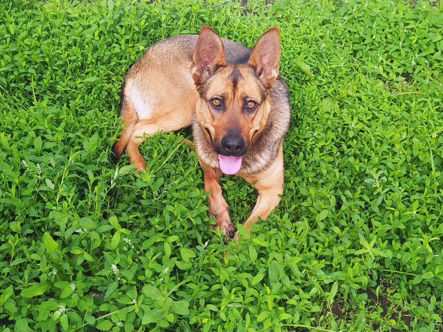 Собака в добрые руки