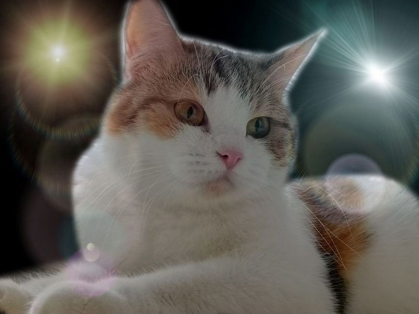 Кошка Буся ищет дом