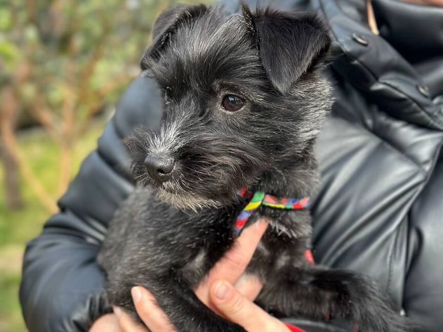 Кнопка маленькая собачка в добрые руки