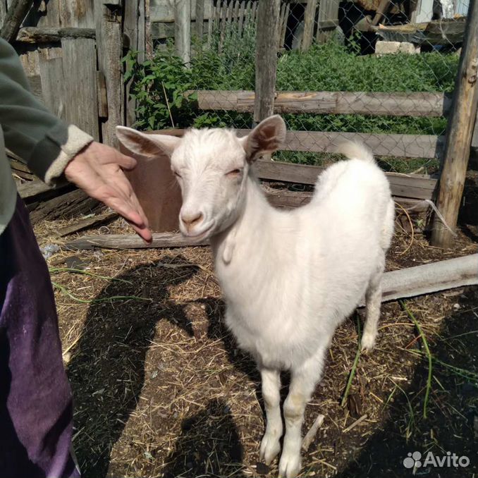 Камерунская коза