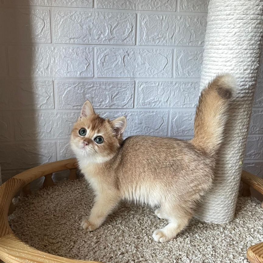 Котёнок золотого окраса