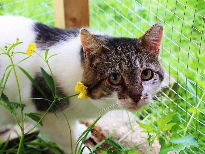 Котик ищет друга
