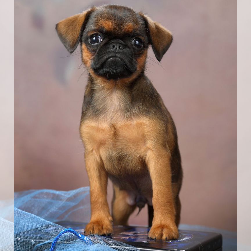 Пти-брабансон, щенок