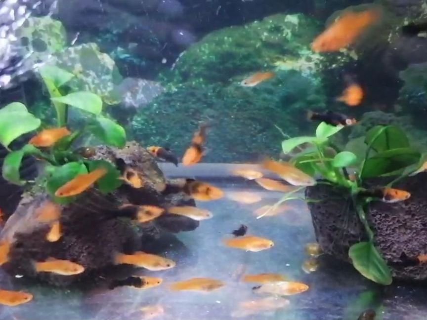 Рыбки меченосцы асорти