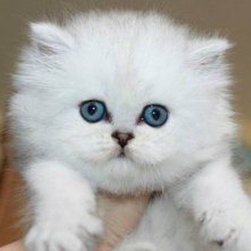 Британские серебристые котята