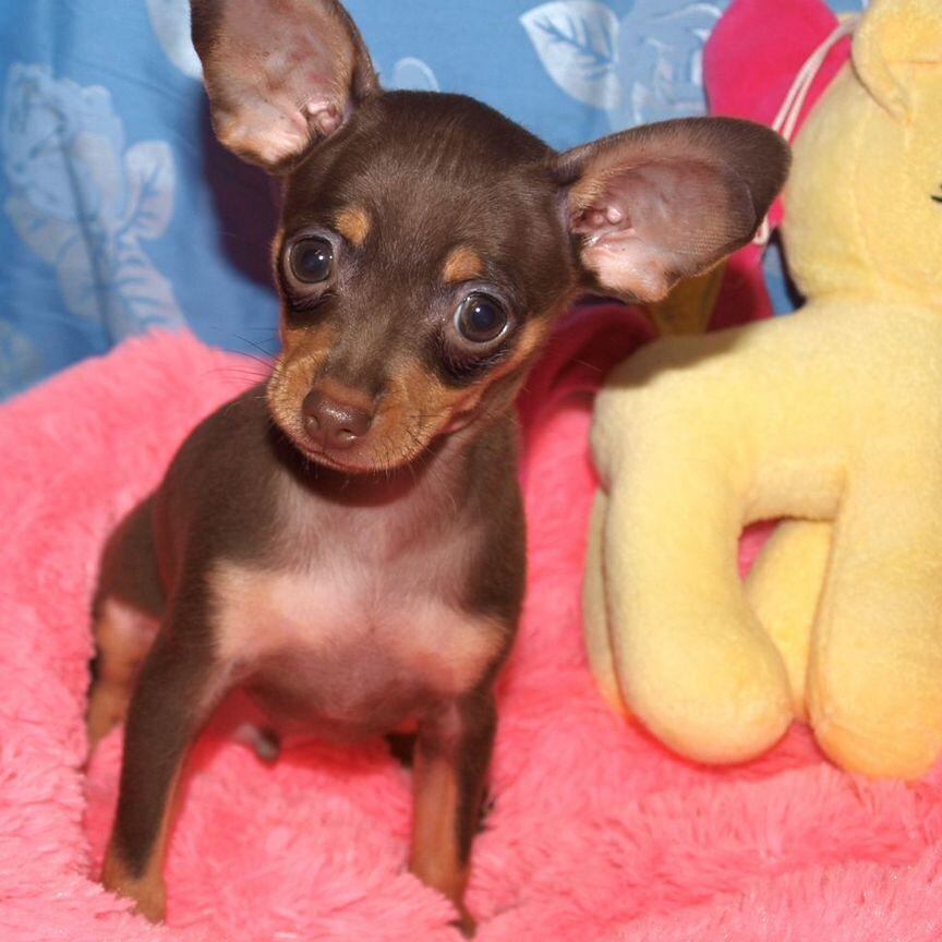 Тойчик малыш