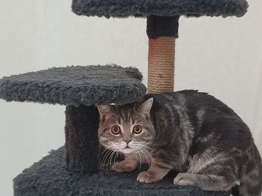 Домик для кошки с когтеточкой бу