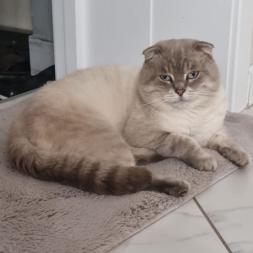 Потерялся кот