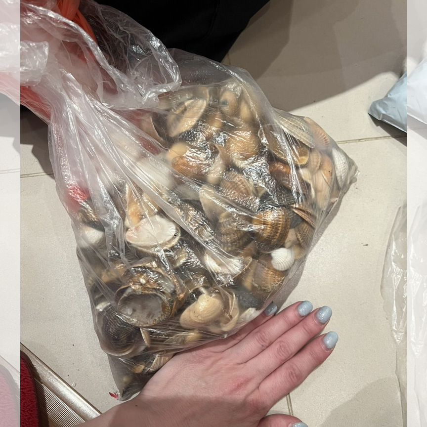 Ракушки морские