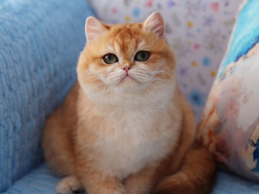 Золотая малышка BRI ny11